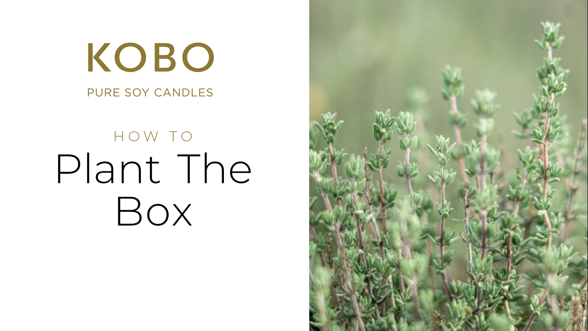 Plant The Box Collection – KOBO